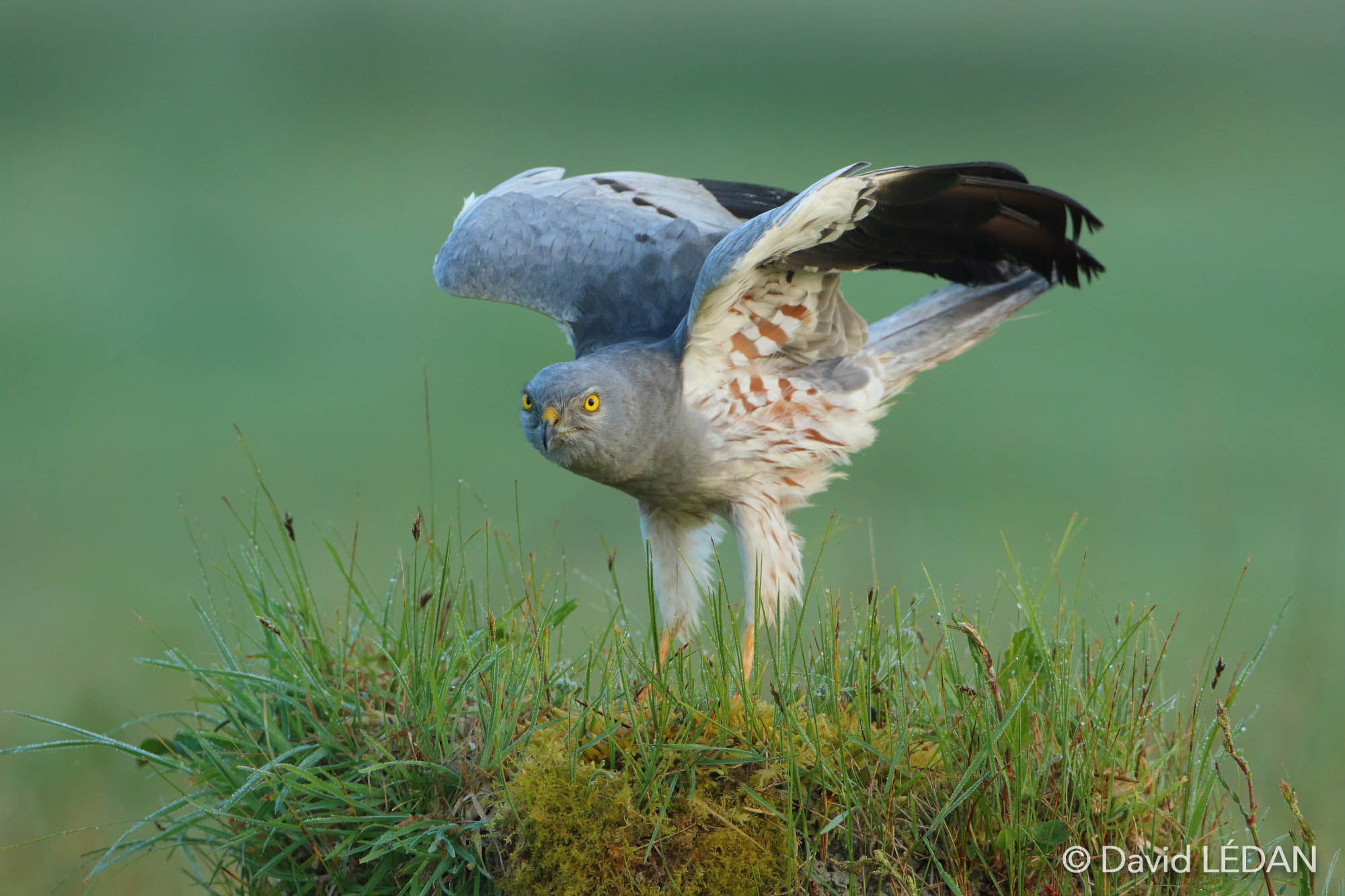 Busard cendré - Birding France