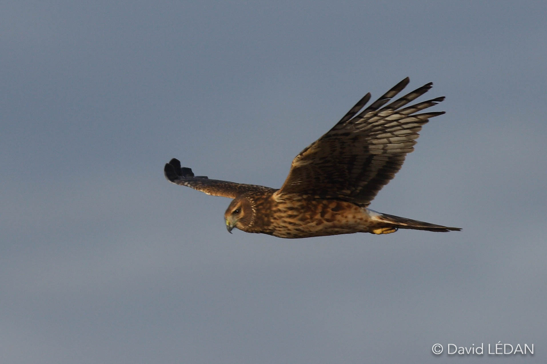 Busard Saint-Martin - Birding France